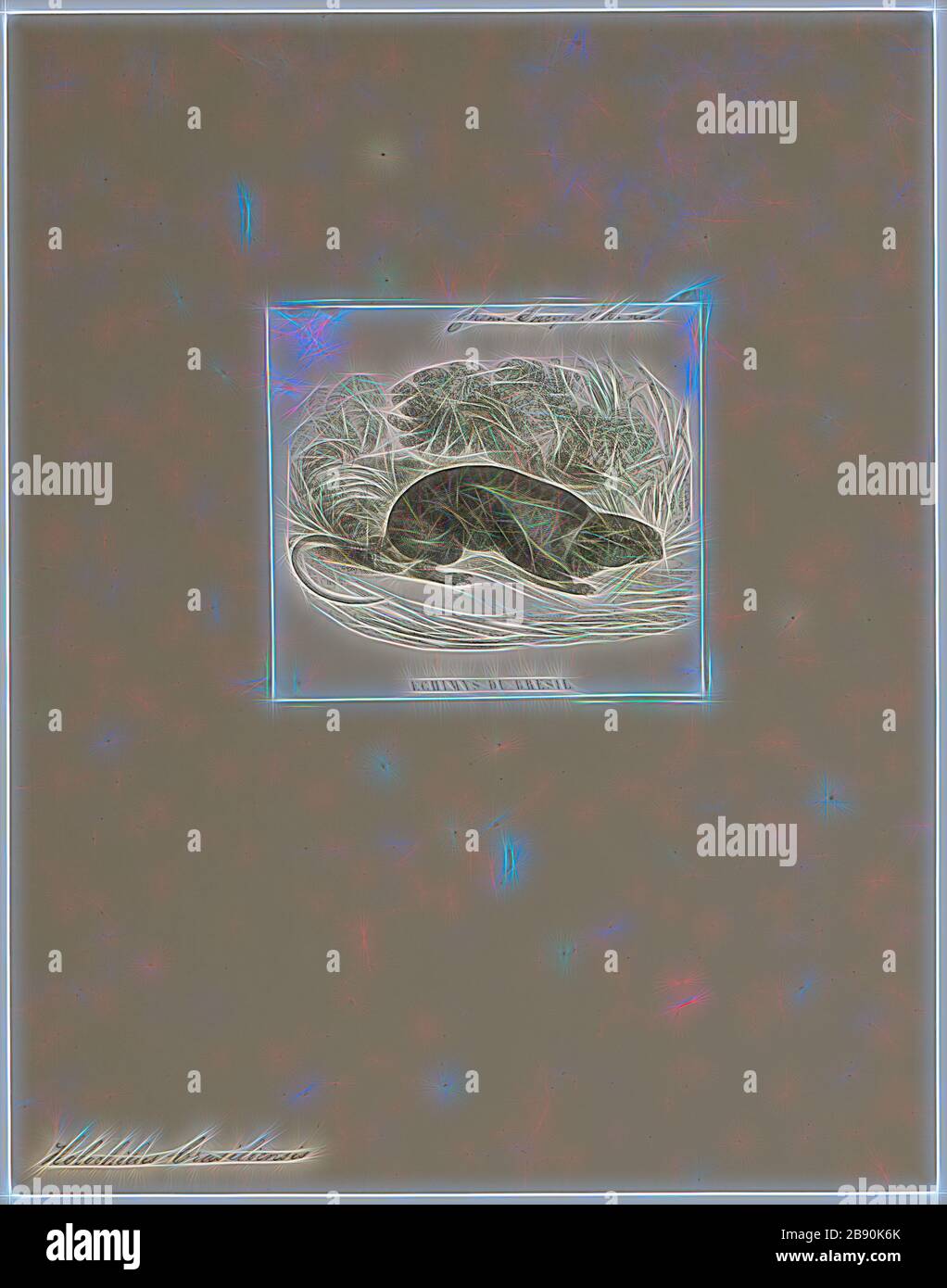 Holochilus brasiliensis hi-res stock photography and images - Alamy