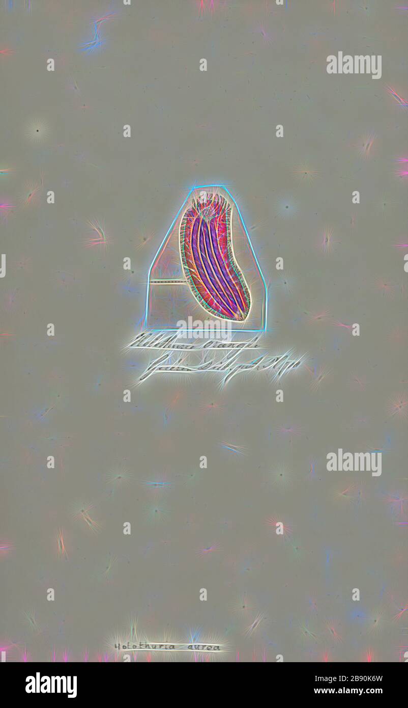 Holothuria aurea, Print, Holothuria is a genus of marine animals of the ...