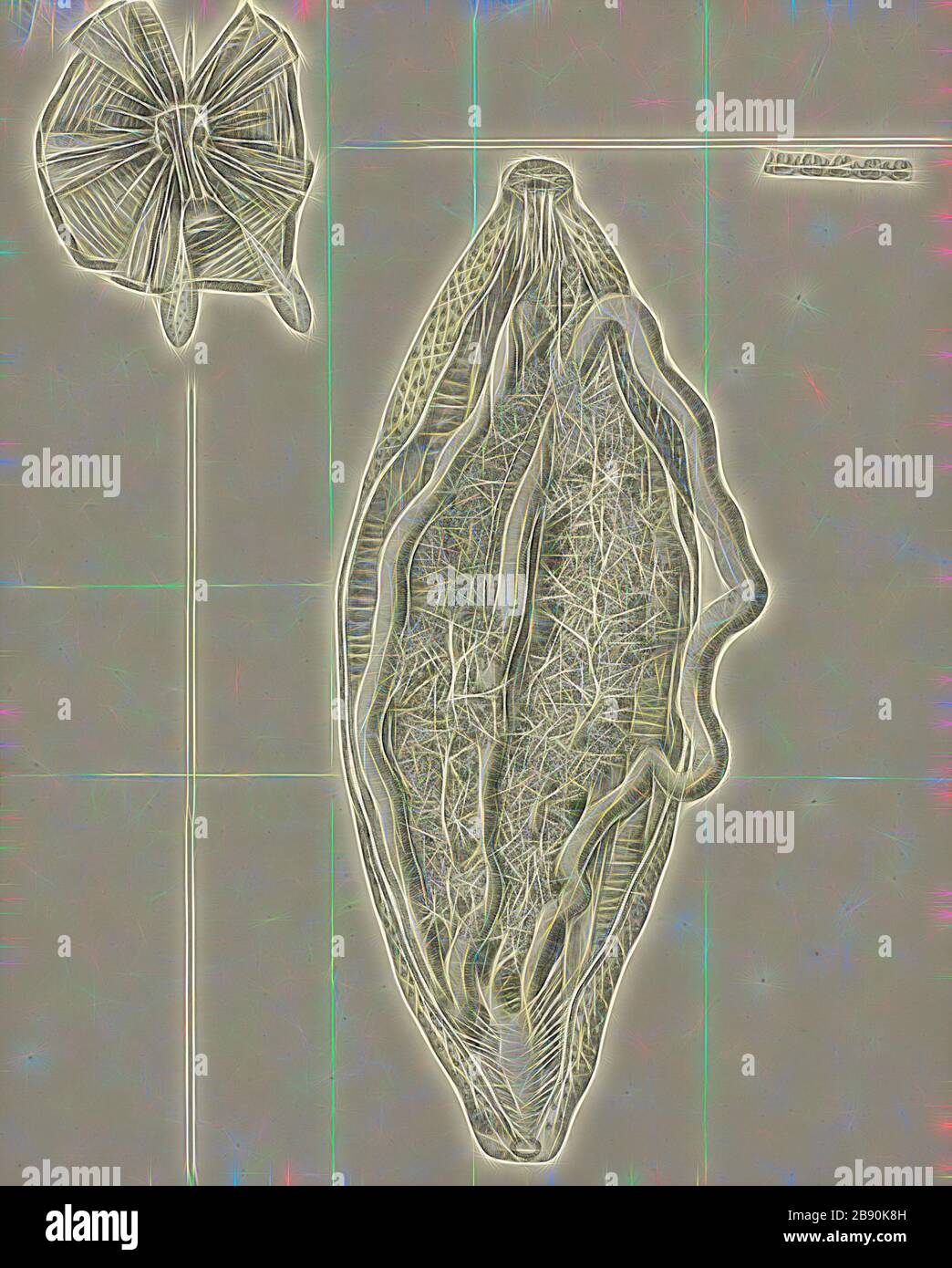 Genus holothuria hi-res stock photography and images - Alamy