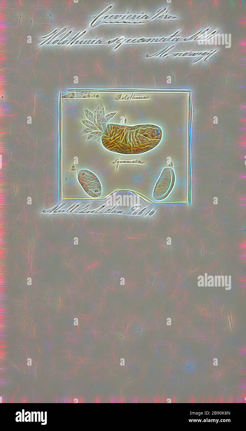 Holothuria squamata hi-res stock photography and images - Alamy