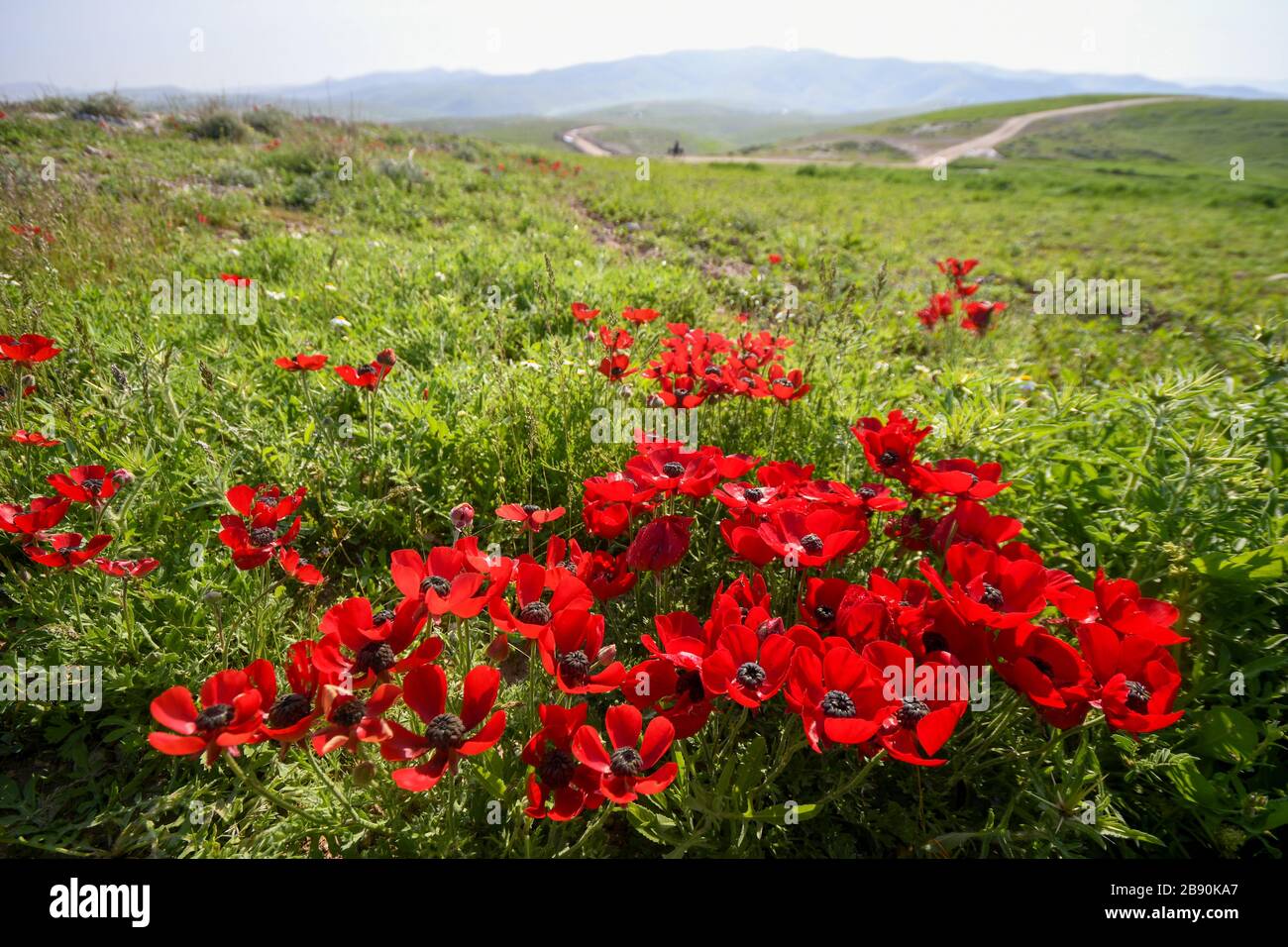 Middle eastern flower hi-res stock photography and images - Alamy