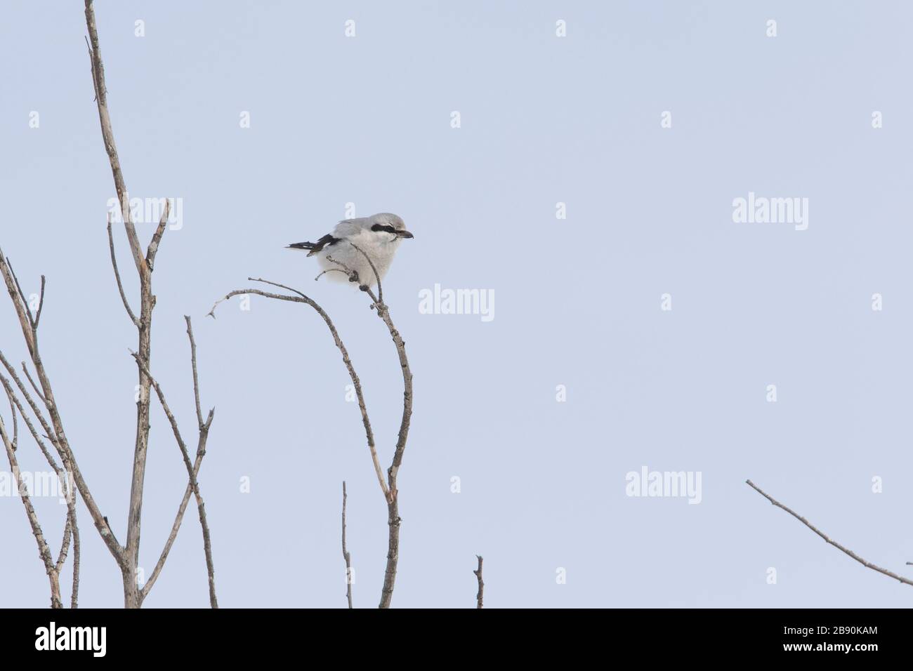 Northern shrike (Lanius borealis borealis) in winter Stock Photo - Alamy