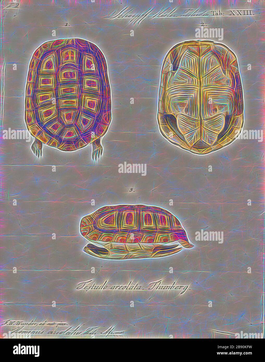 Parrot beaked tortoise hi-res stock photography and images - Alamy