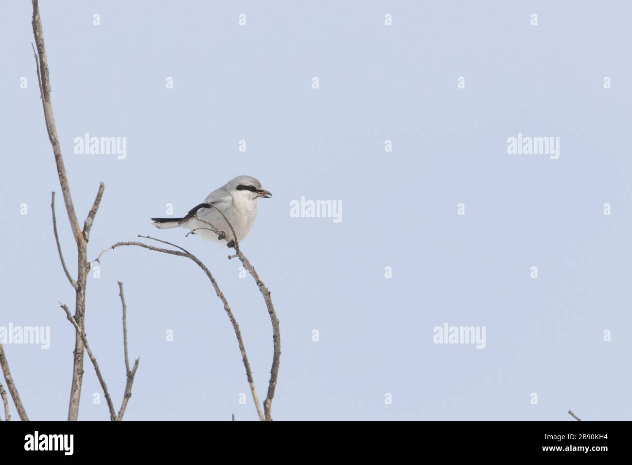 Great grey shrike hunting hi-res stock photography and images - Alamy