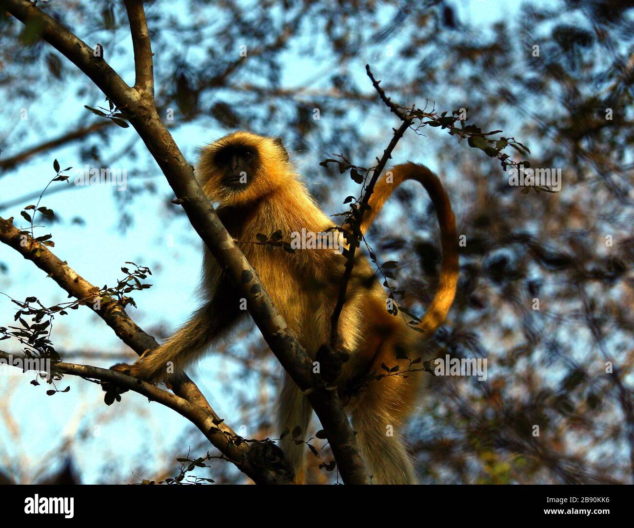 Common langur also called hanuman langur Stock Photo - Alamy