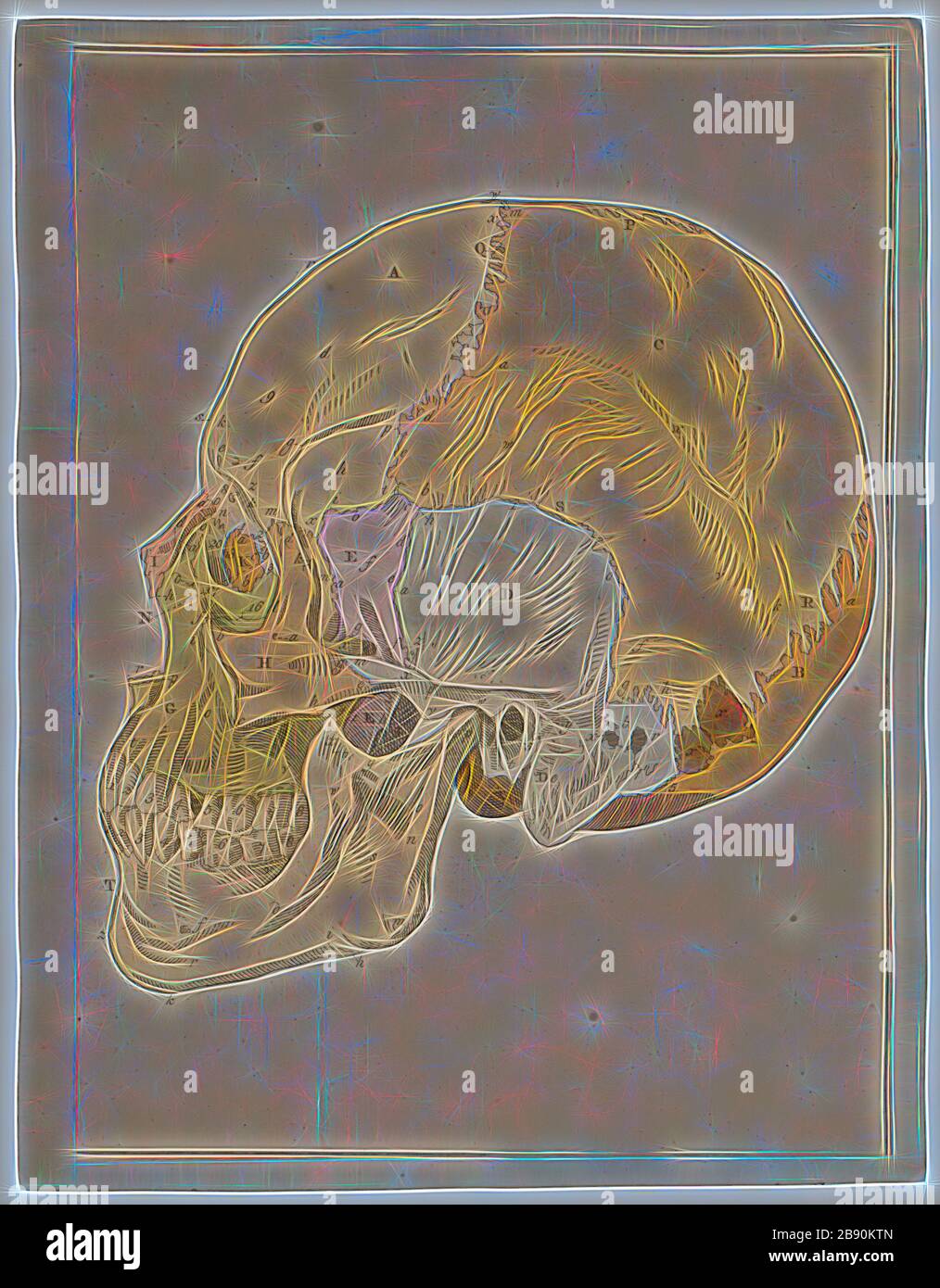 Homo Sapiens Sapiens Skull High Resolution Stock Photography and Images ...