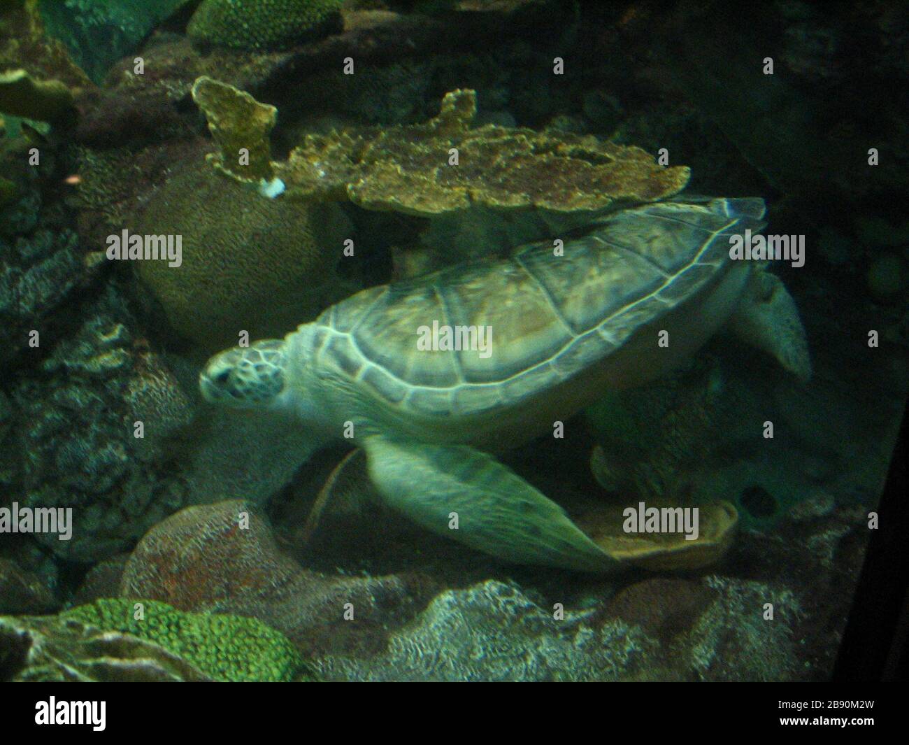 Carapace turtles hi-res stock photography and images - Alamy