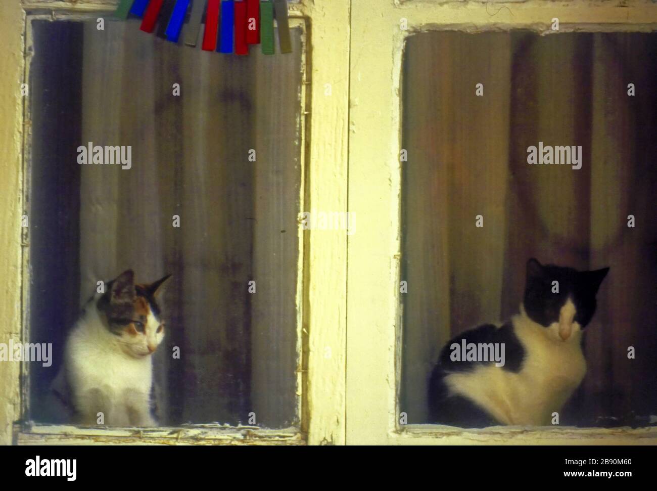 Cretan cats hi-res stock photography and images - Alamy