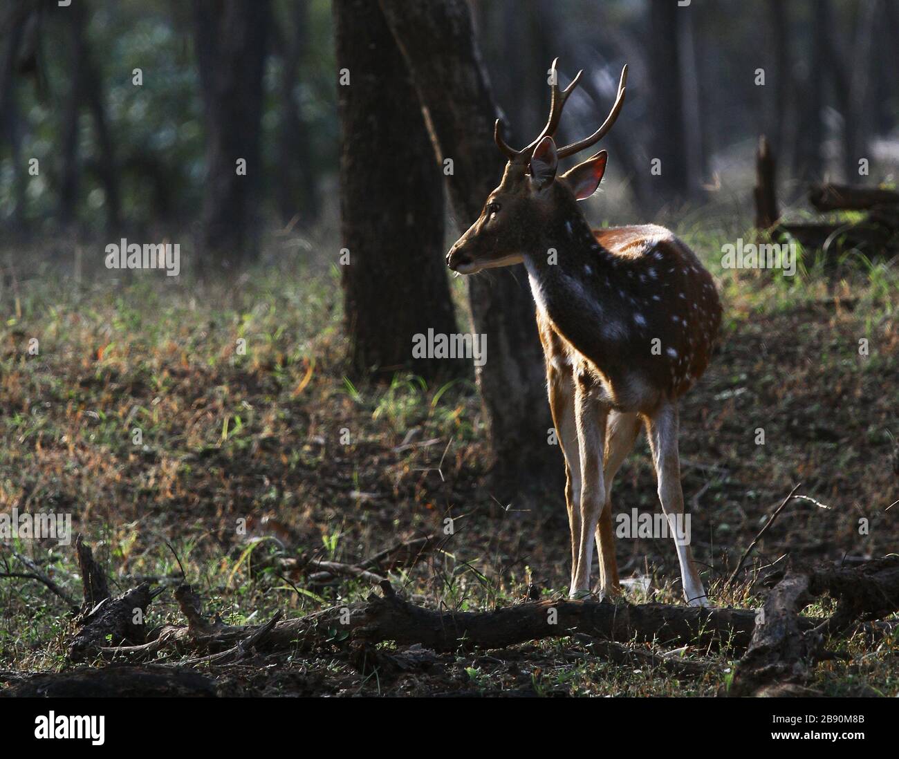 Male chital spotted deer hi-res stock photography and images - Alamy