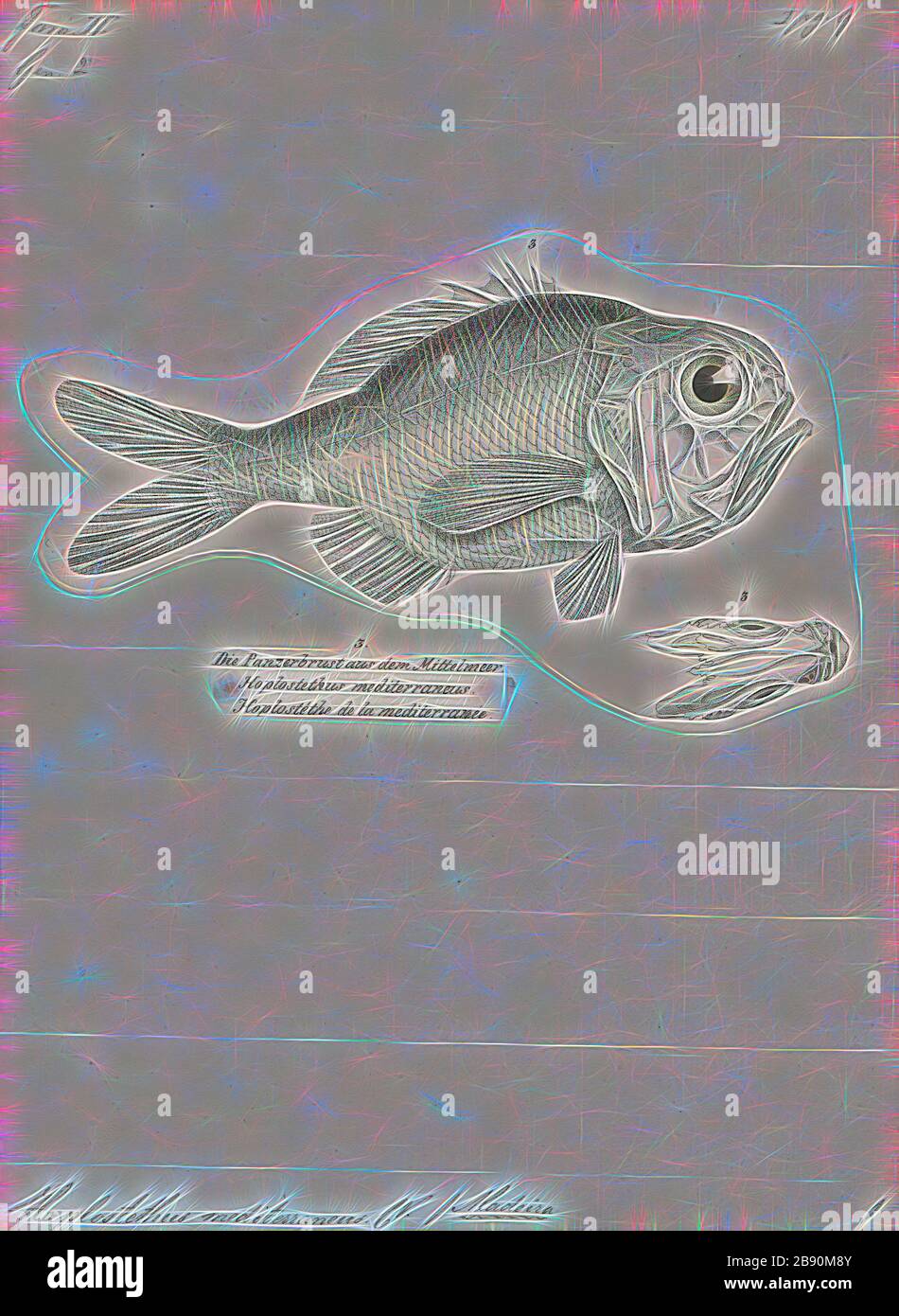 Slimehead family hi-res stock photography and images - Alamy