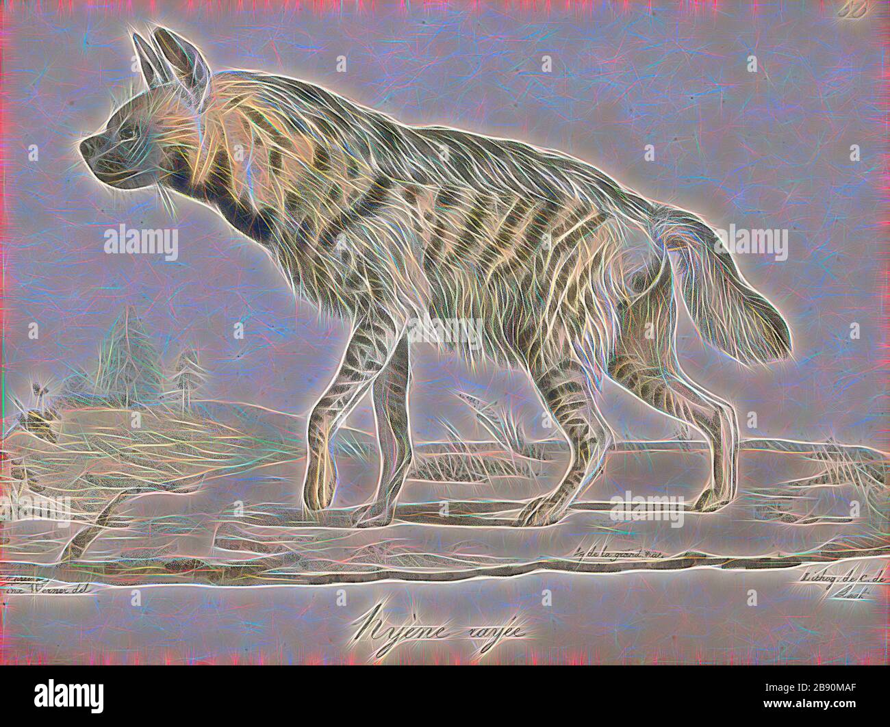 Otherwise fossil genus pachycrocuta hi-res stock photography and images ...