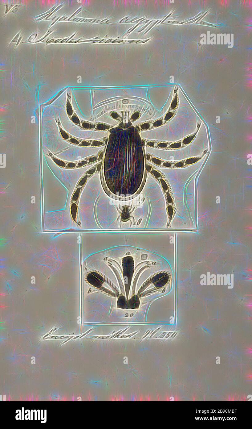 Hyalomma ticks hi-res stock photography and images - Alamy