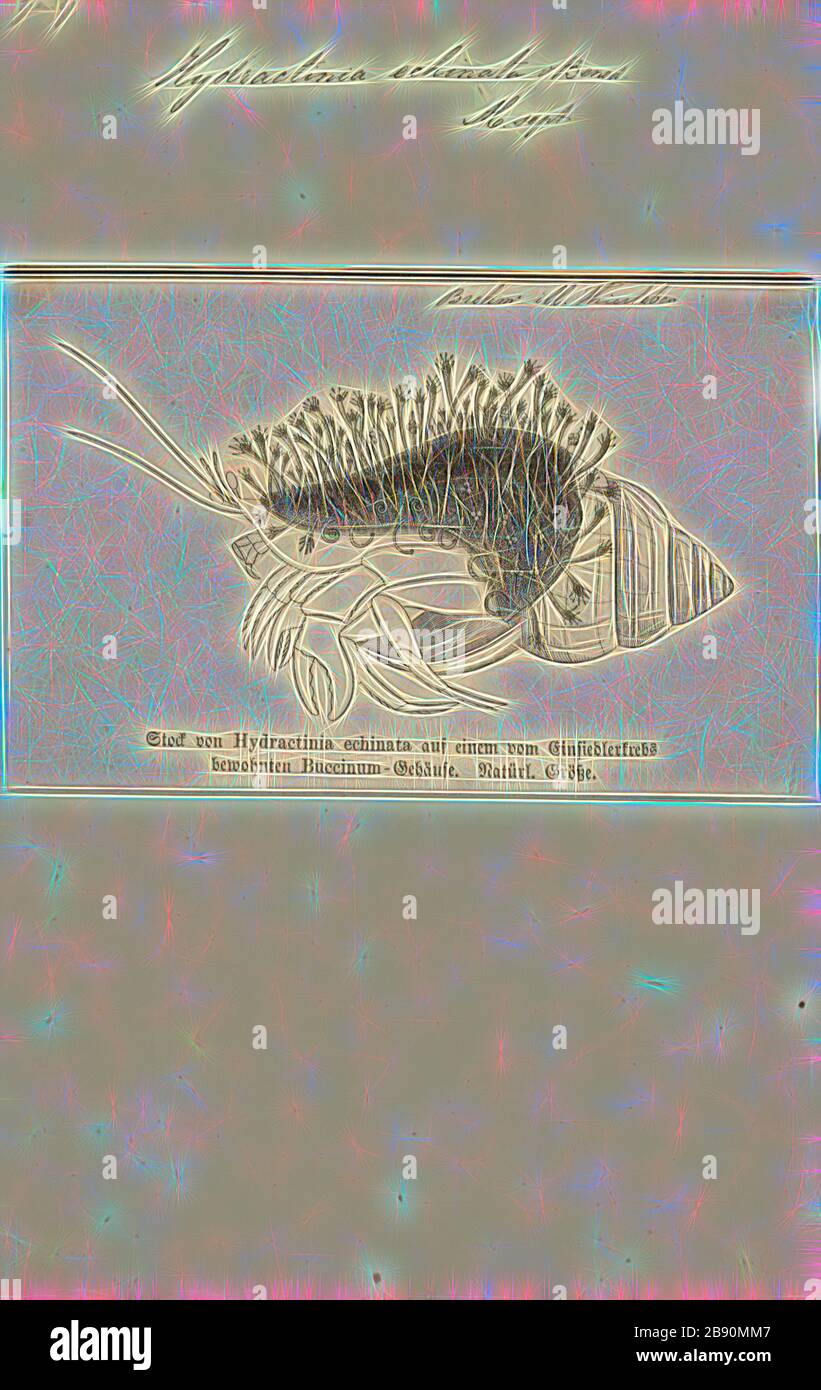 Hydroid species hi-res stock photography and images - Alamy