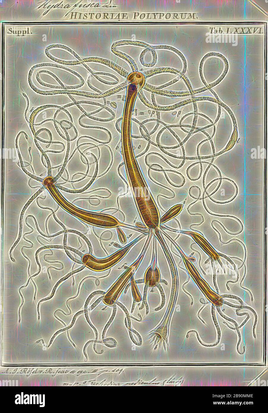 Hydra fusca, Print, Reimagined by Gibon, design of warm cheerful ...