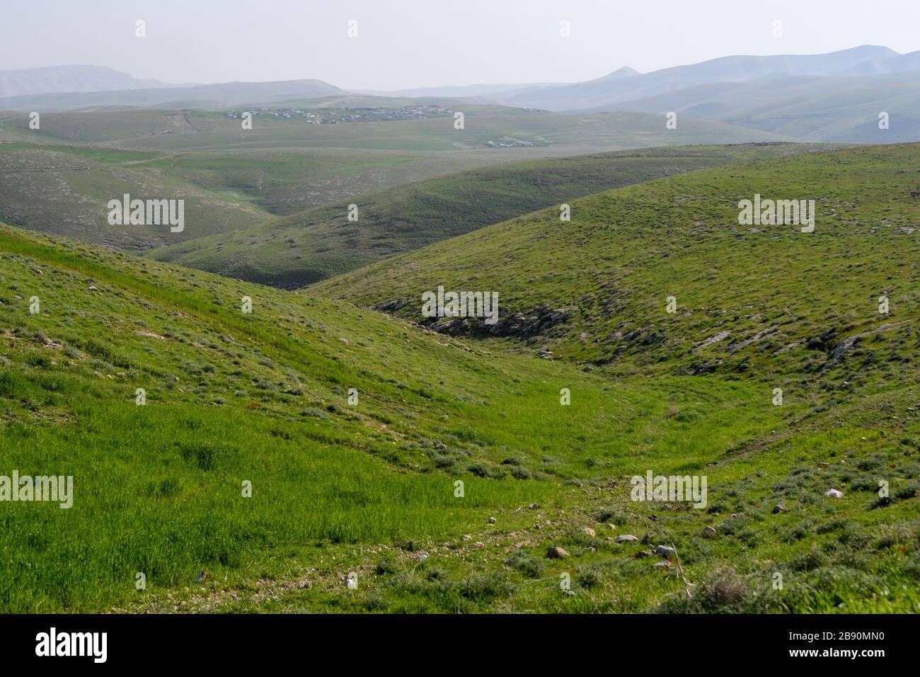 After a rare rainy season in the Negev Desert, Israel, an abundance of ...