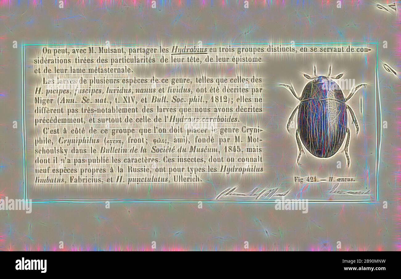 Hydrophilid beetles hi-res stock photography and images - Alamy