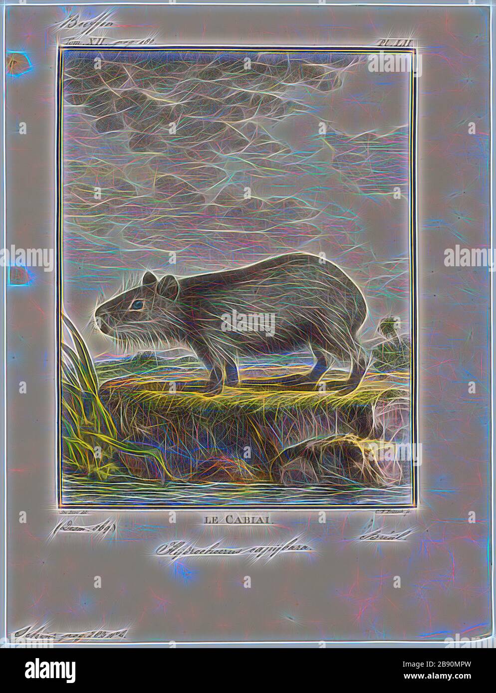 Hydrochoerus capybara, Print, The capybara (Hydrochoerus hydrochaeris ...