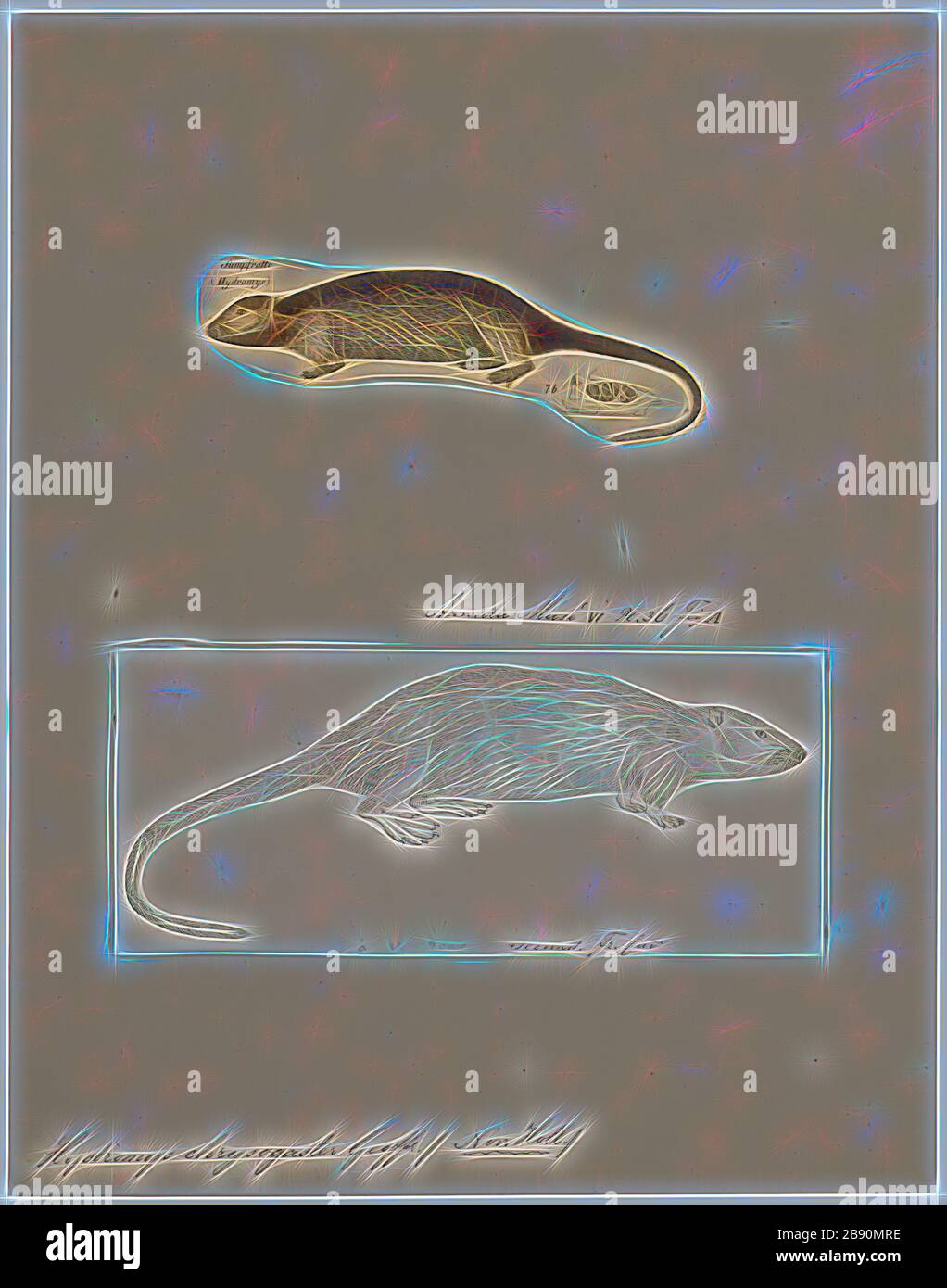 Hydromys chrysogaster, Print, The rakali, Hydromys chrysogaster, also ...