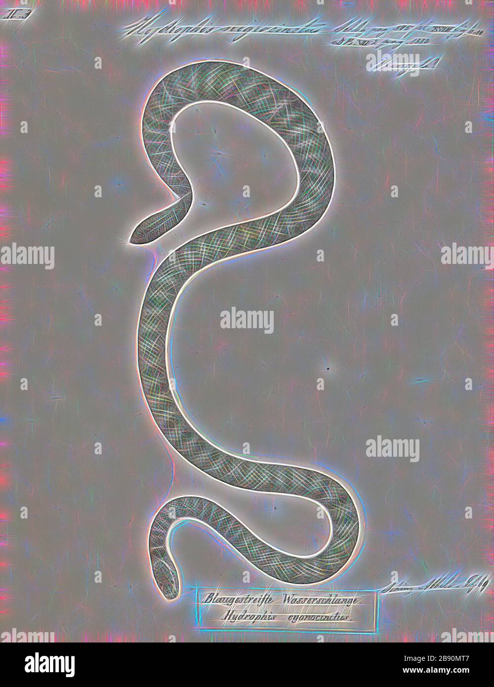 Hydrophis nigrocinctus hi-res stock photography and images - Alamy