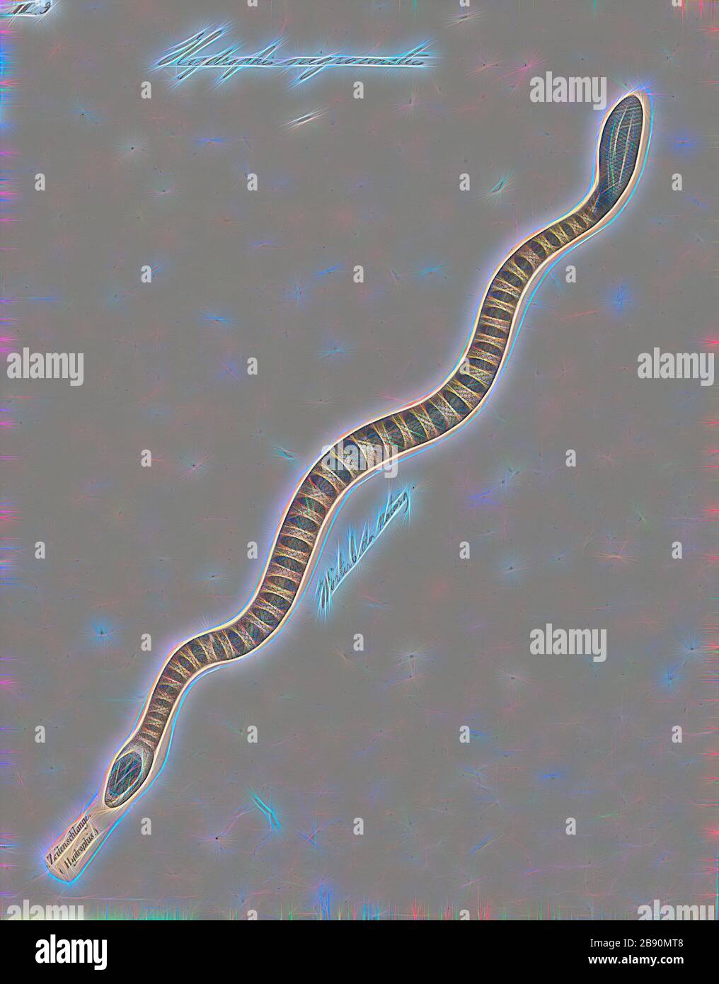 Snakes of bangladesh hi-res stock photography and images - Alamy