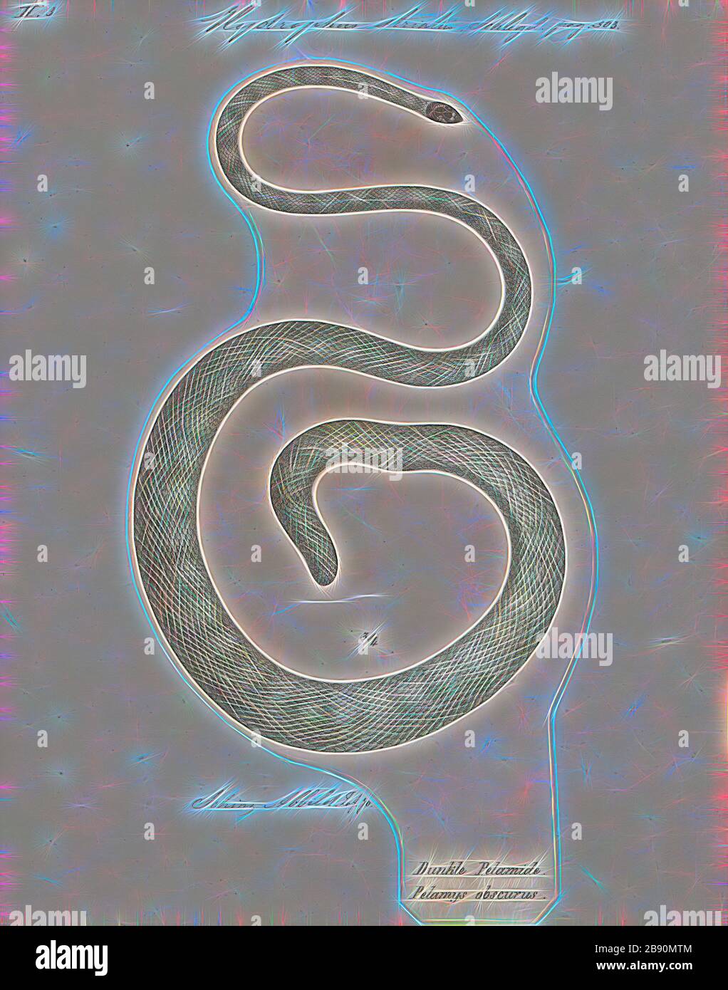 Hydrophis striatus, Print, Hydrophis is a genus of sea snakes. They are ...