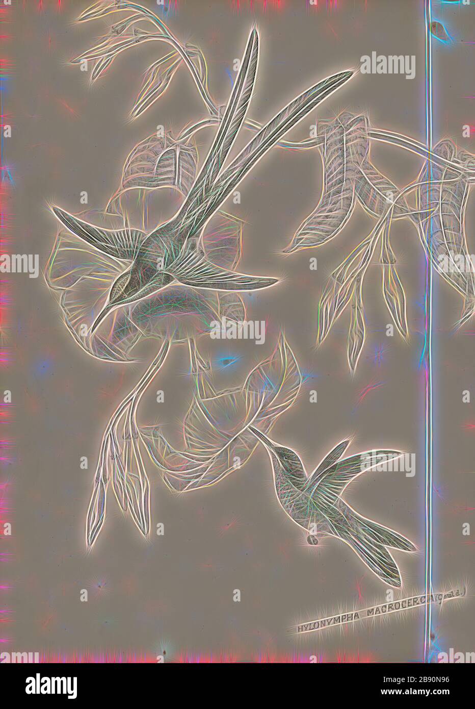 Macrocerca hi-res stock photography and images - Alamy