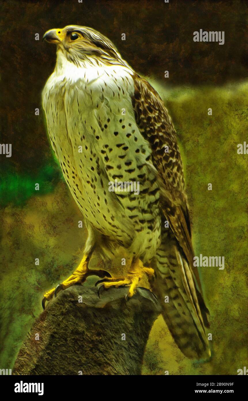 Icelandic gyrfalcon hi-res stock photography and images - Alamy
