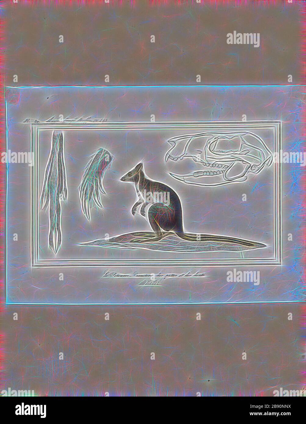 Long footed potoroo hi-res stock photography and images - Alamy