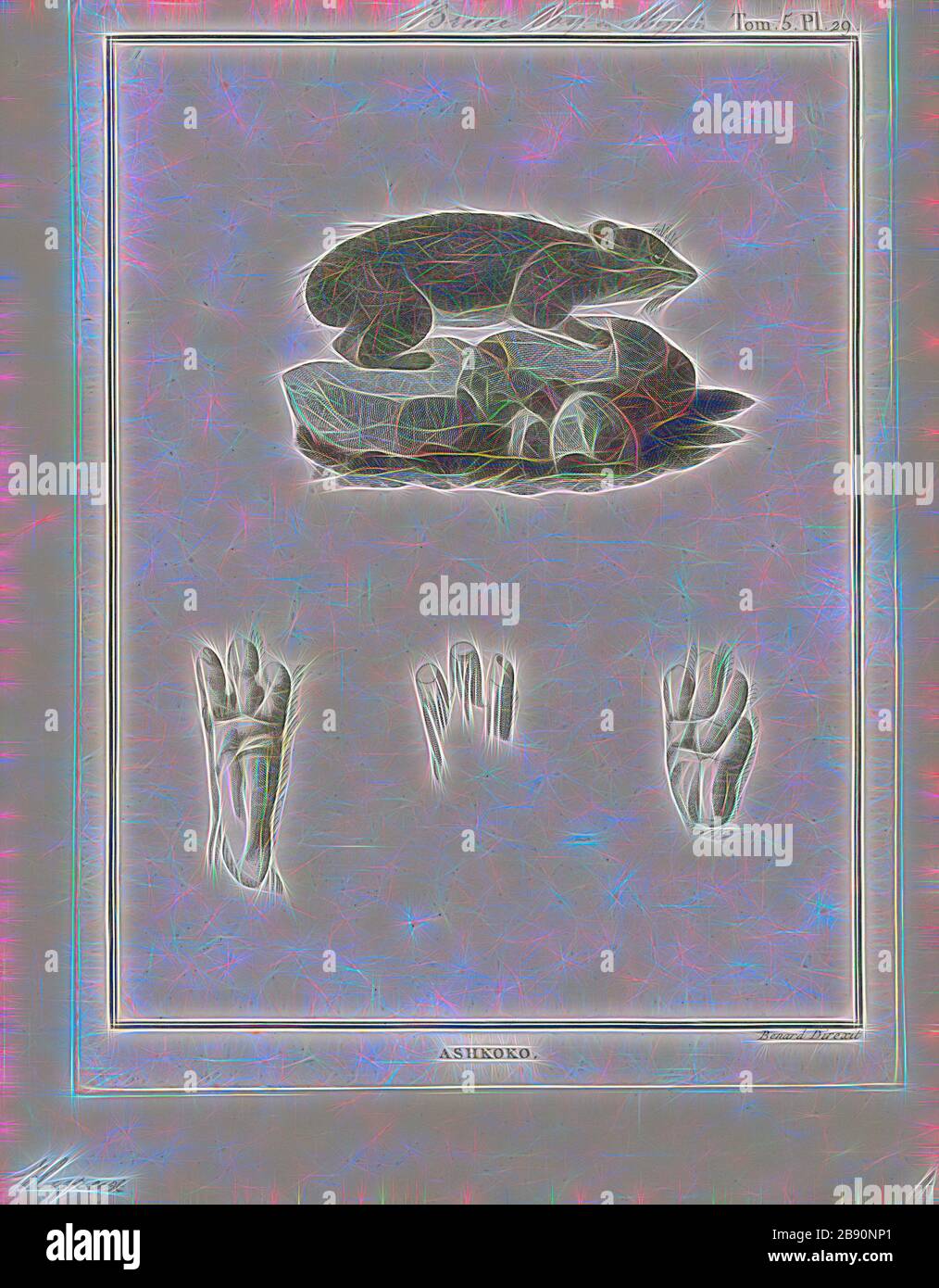 Hyrax abyssinicus, Print, Hyraxes, also called dassies, are small ...