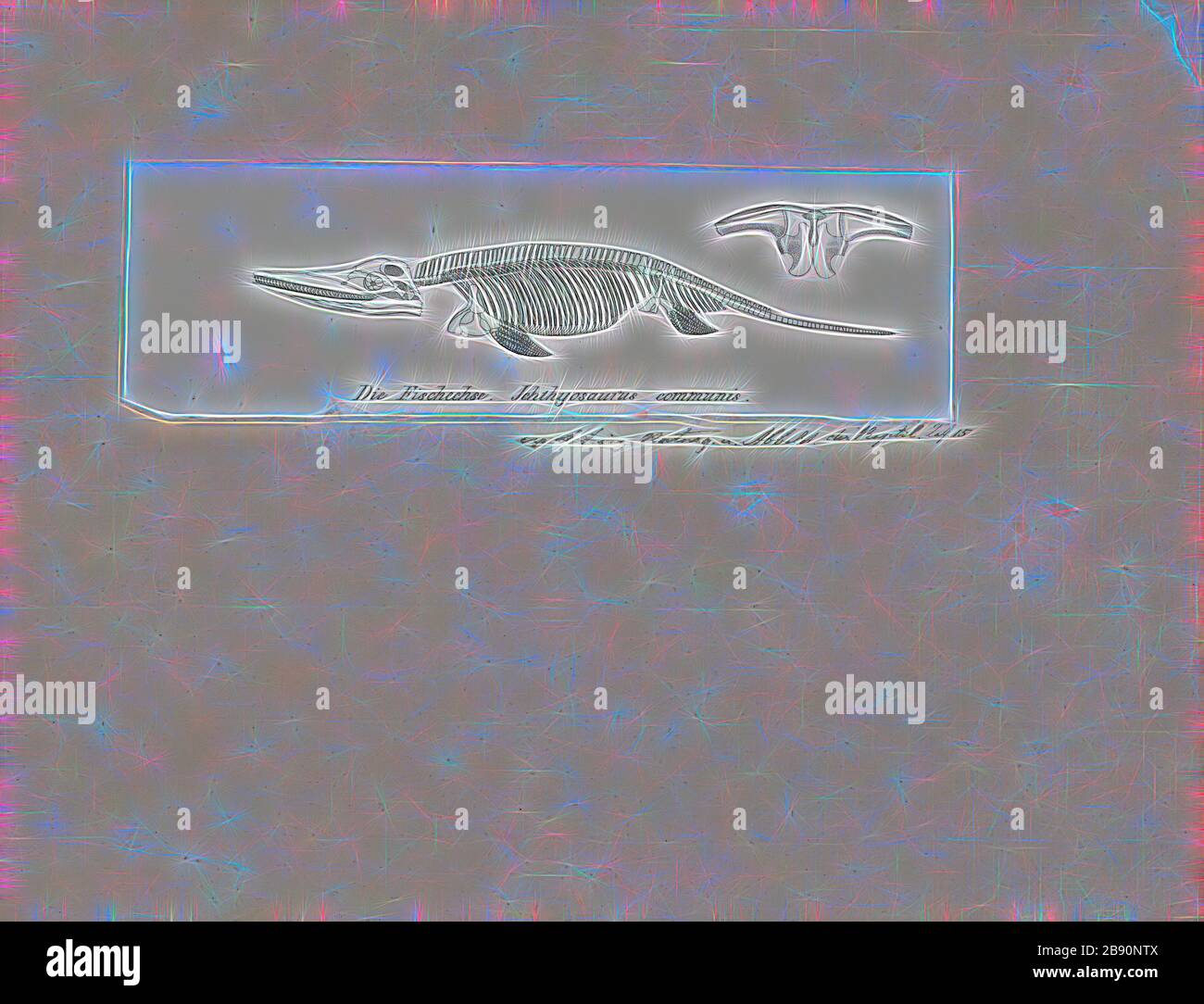 Order ichthyosauria hi-res stock photography and images - Alamy