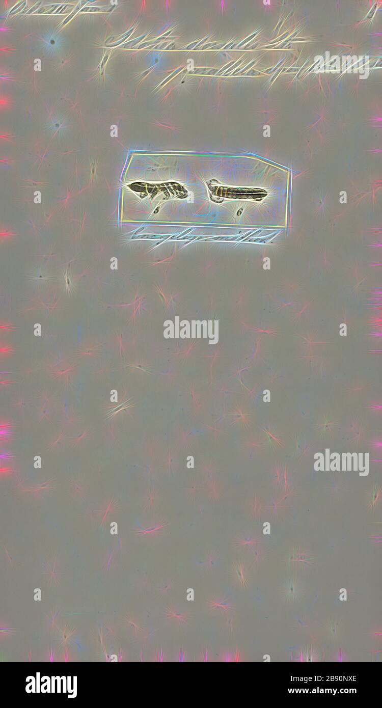 Idotea dorsalis, Print, Idotea is a genus of isopod crustaceans, mostly ...