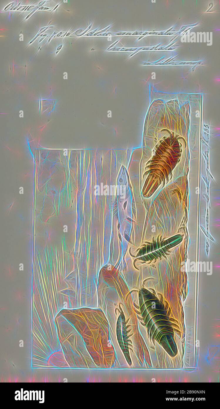 Idotea emarginata, Print, Idotea is a genus of isopod crustaceans ...