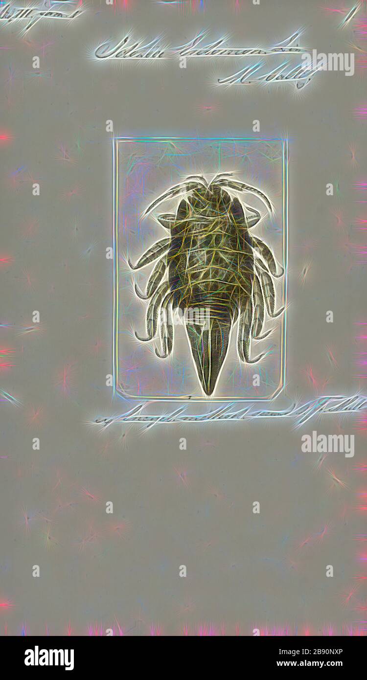 Isopod taxonomy hi-res stock photography and images - Alamy