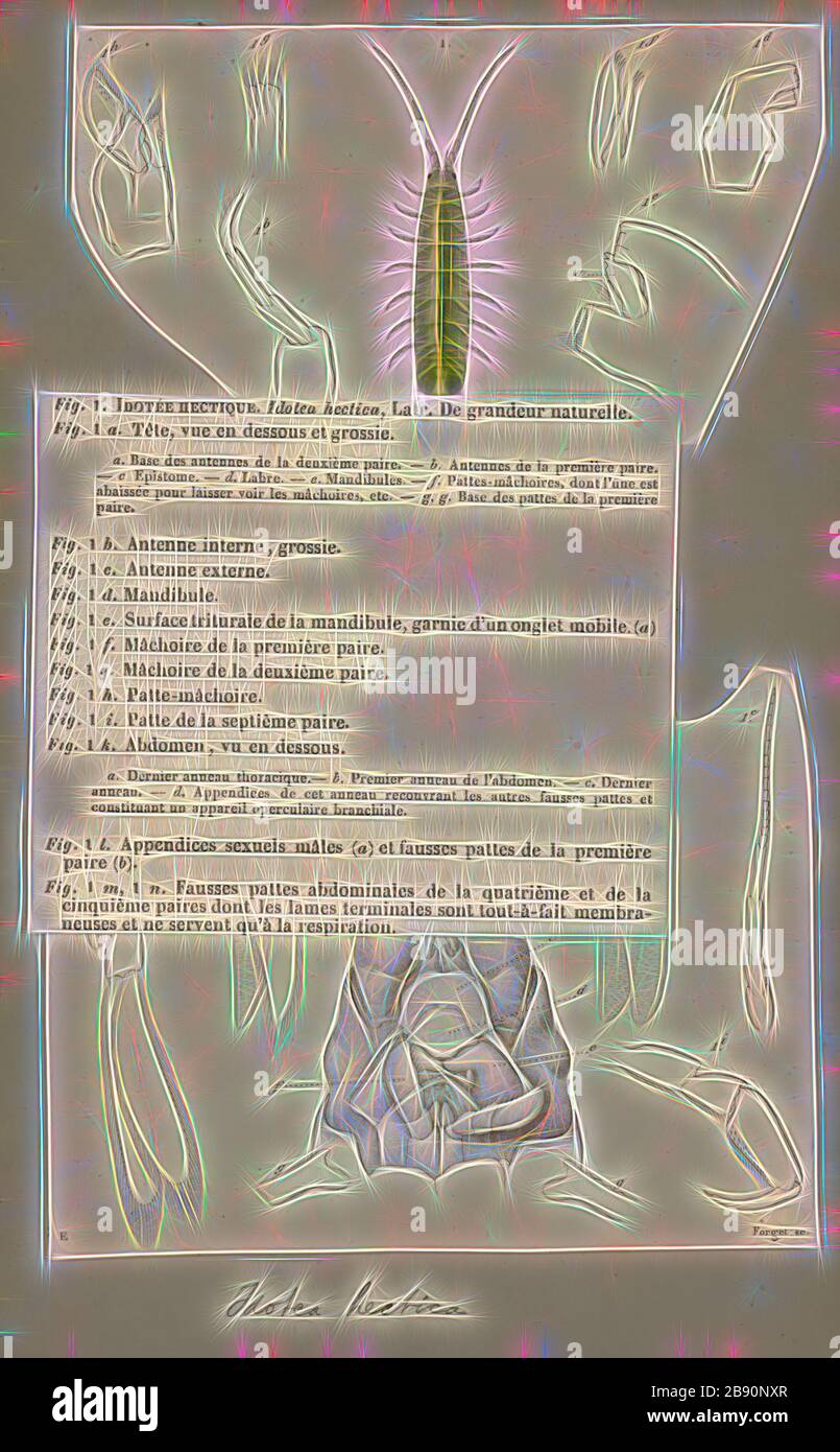 Idotea hi-res stock photography and images - Alamy