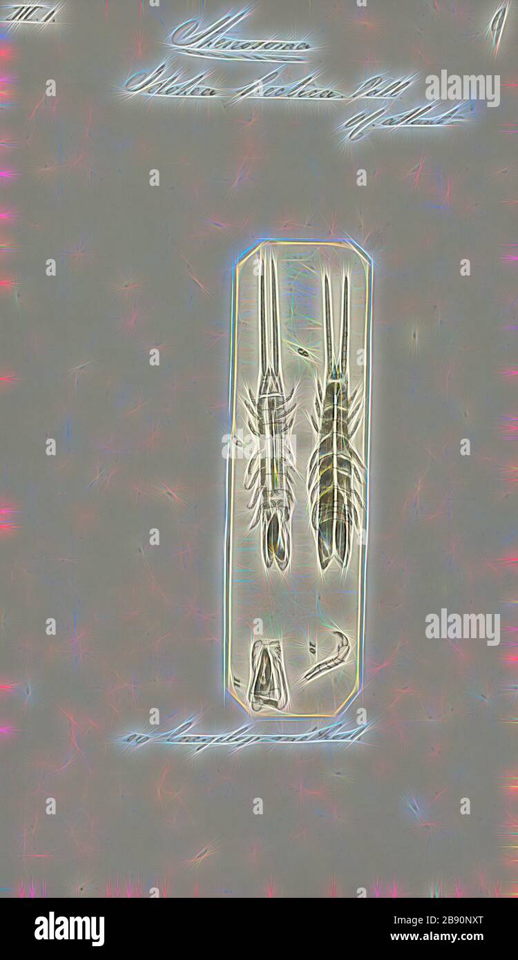 Idotea hi-res stock photography and images - Alamy