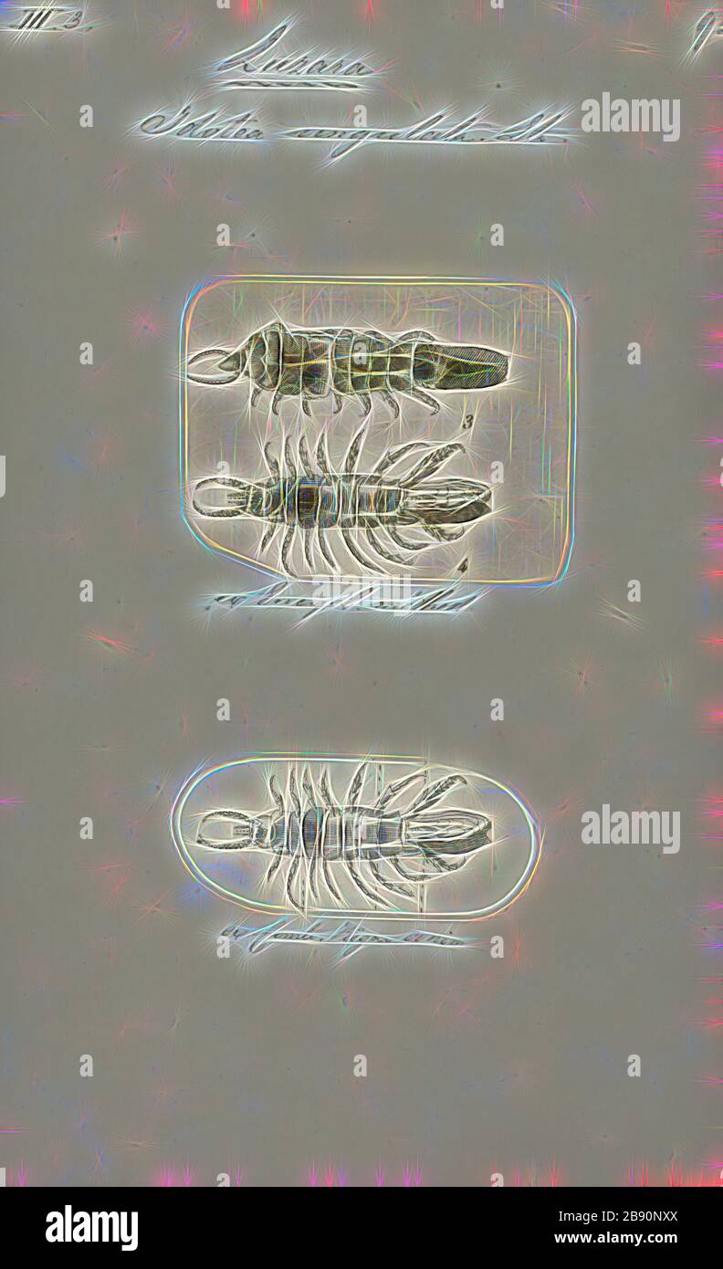 Idotea ungulata, Print, Idotea is a genus of isopod crustaceans, mostly ...