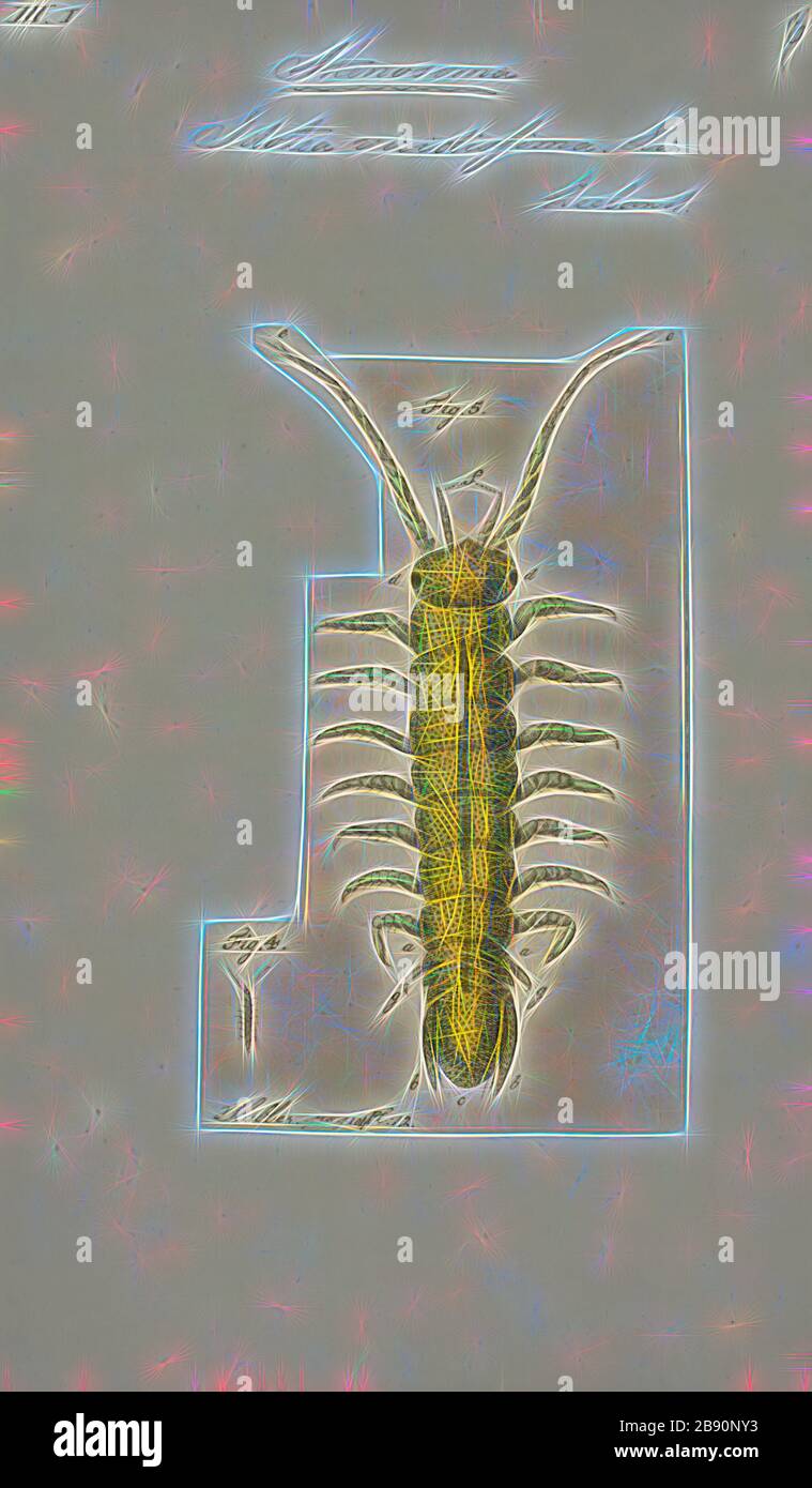 Idotea viridissima, Print, Idotea is a genus of isopod crustaceans ...
