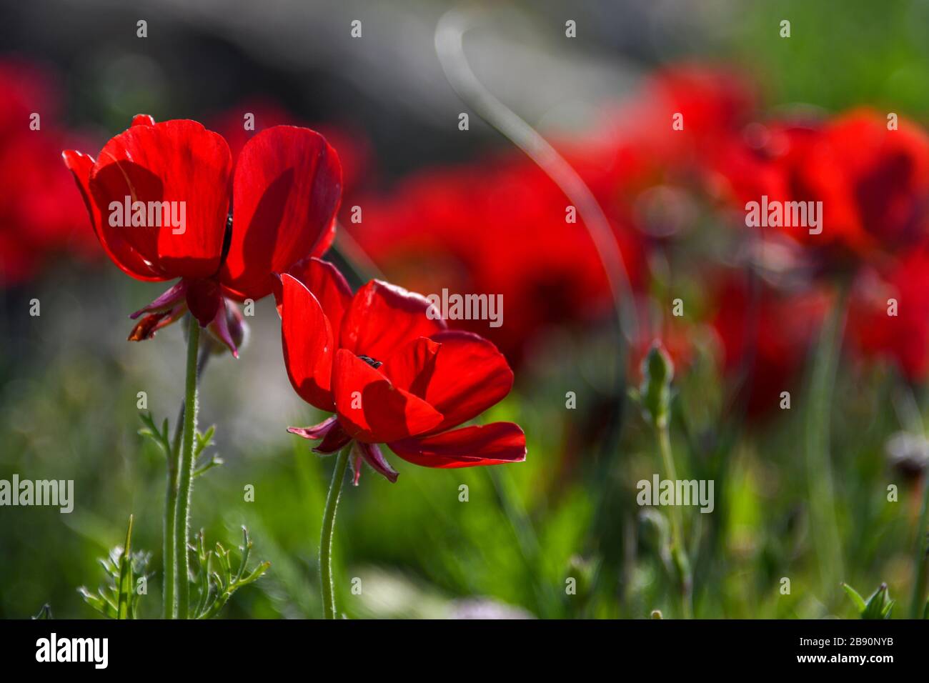 Red Papaver polytrichum Poppies Photographed Kidron valley, Judaean ...