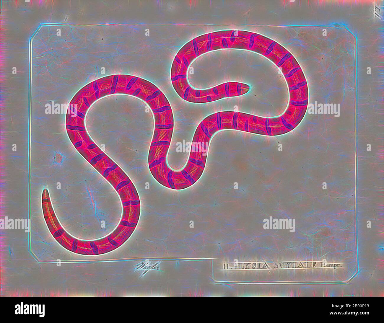 Pelvic girdle hi-res stock photography and images - Alamy