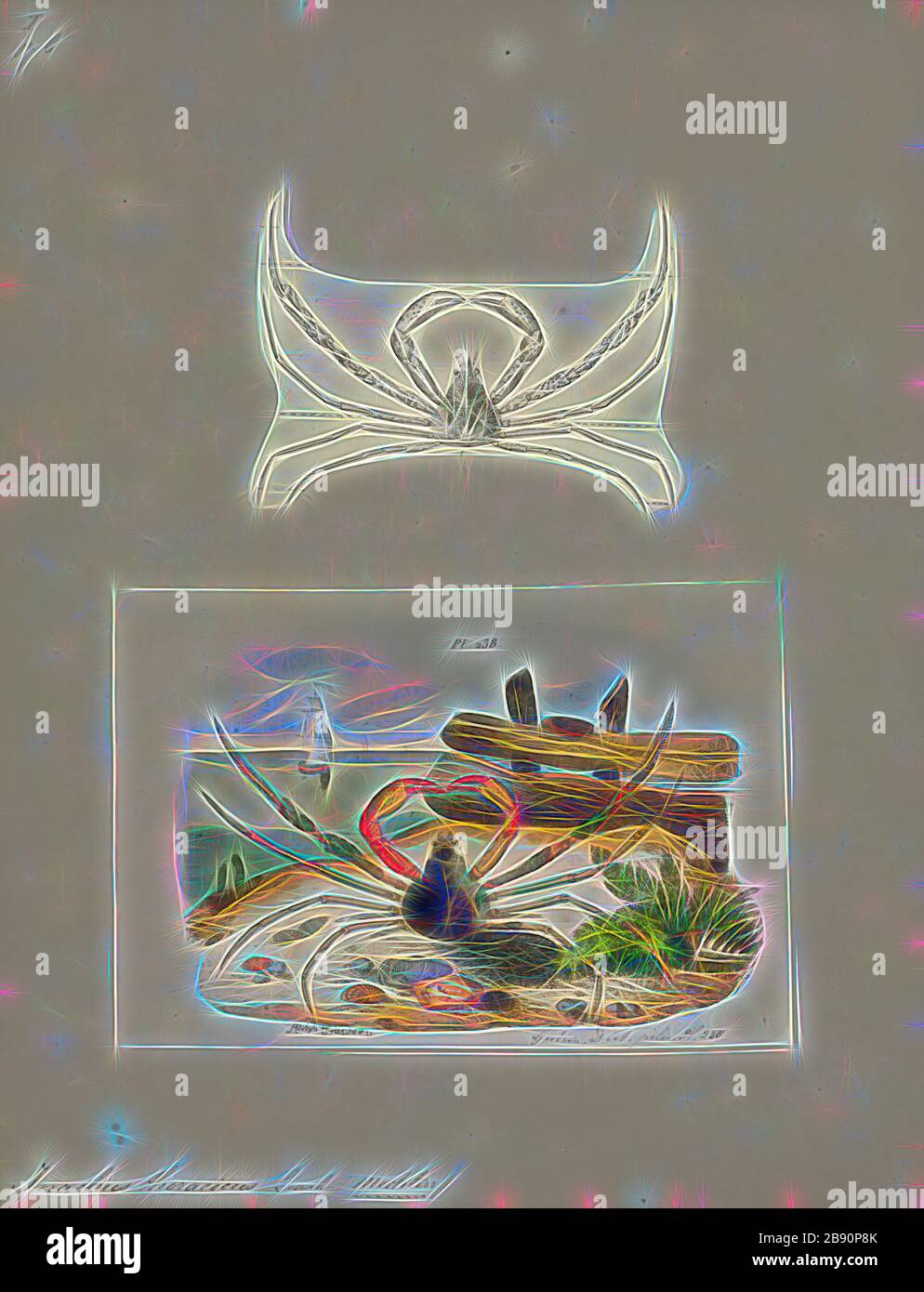 Inachus thoracicus, Print, Reimagined by Gibon, design of warm cheerful ...