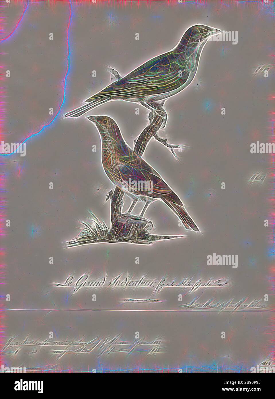 Indicator indicator bird hi-res stock photography and images - Alamy