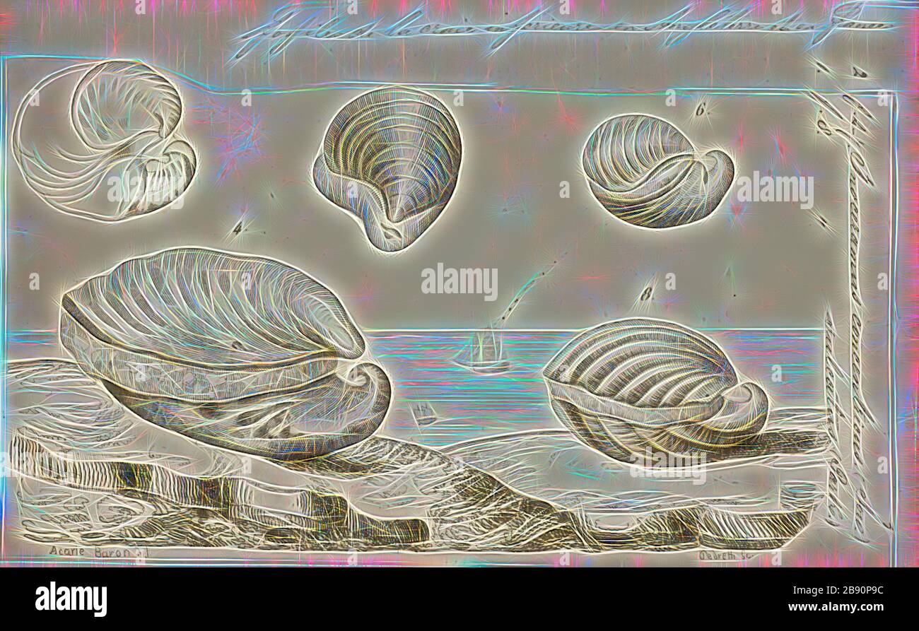 Fossil marine pteriomorphian bivalves hi-res stock photography and ...