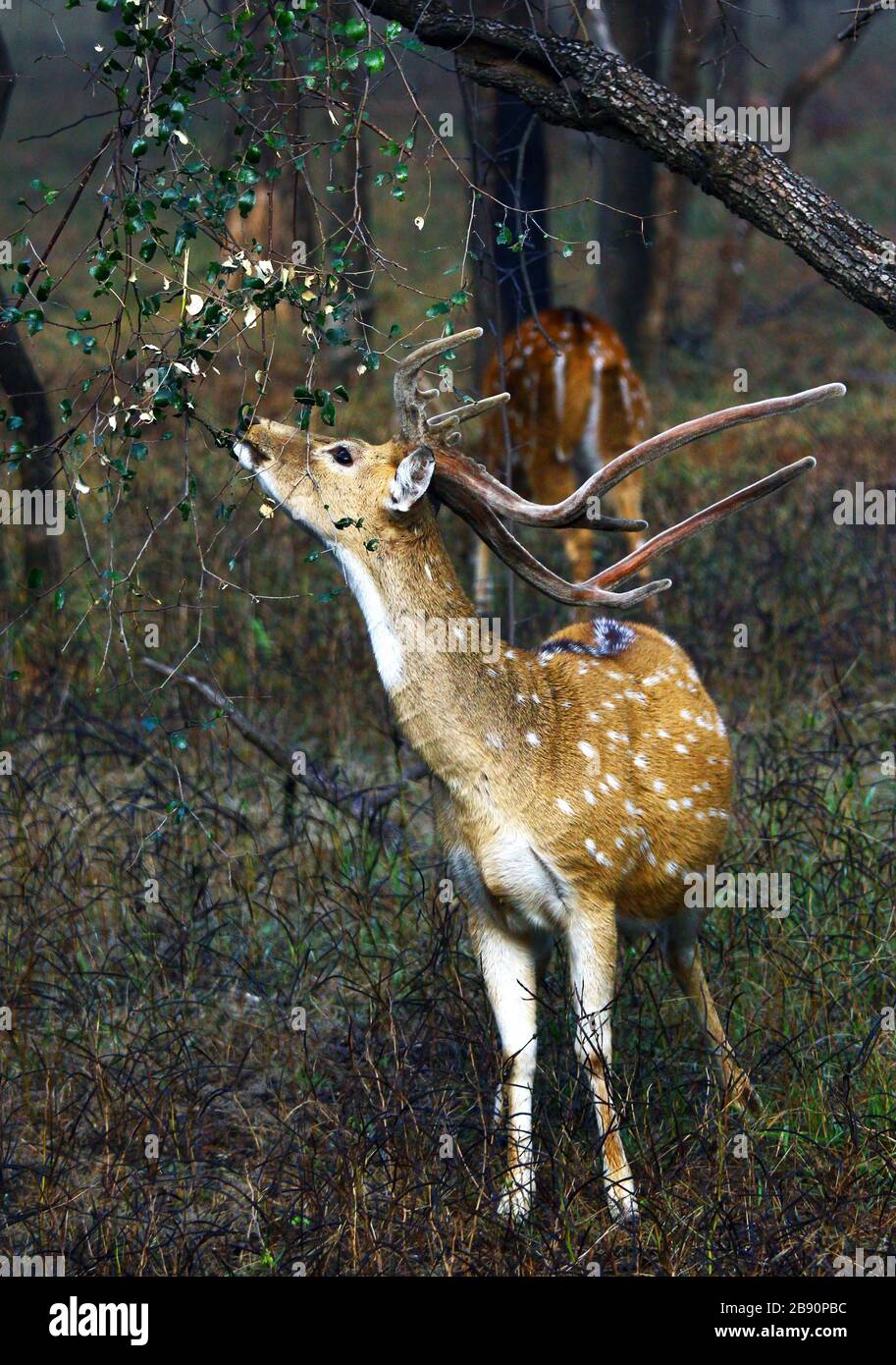 India deer species hi-res stock photography and images - Alamy