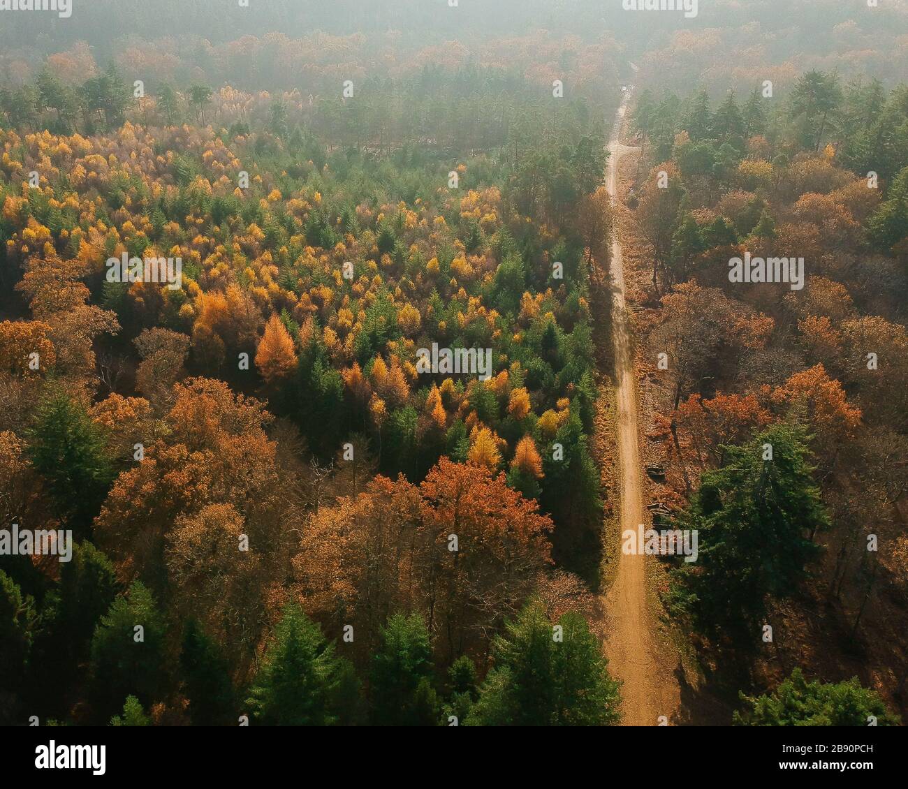 Fall trees from the sky Stock Photo - Alamy