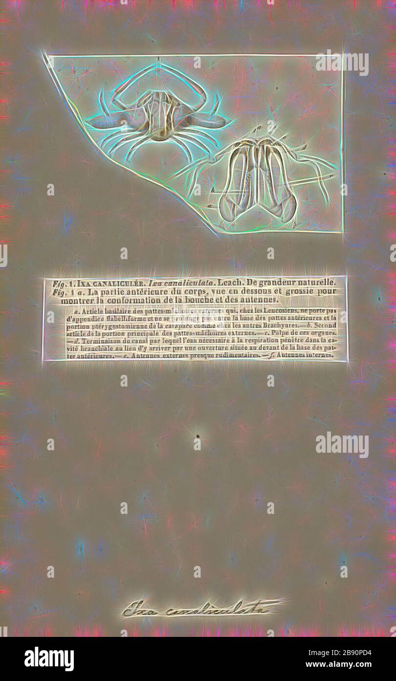 Indo pacific pebble crabs hi-res stock photography and images - Alamy