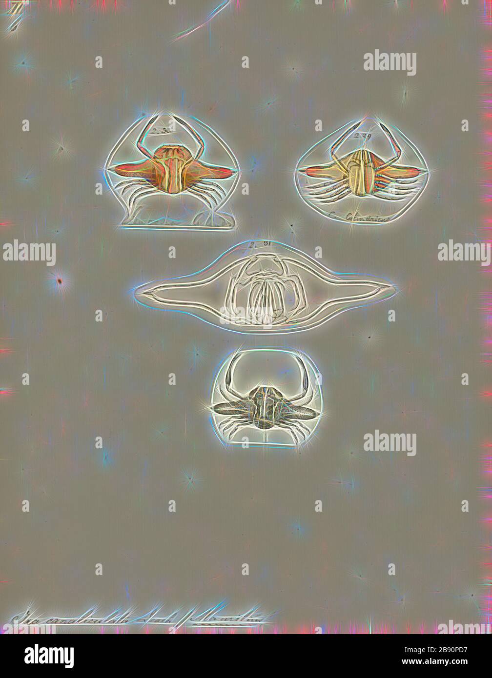 Indo pacific pebble crabs hi-res stock photography and images - Alamy