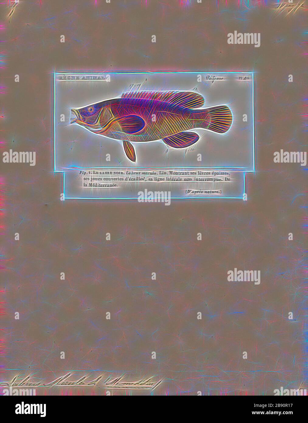 Labrus merula, Print, The brown wrasse (Labrus merula) is a species of ...