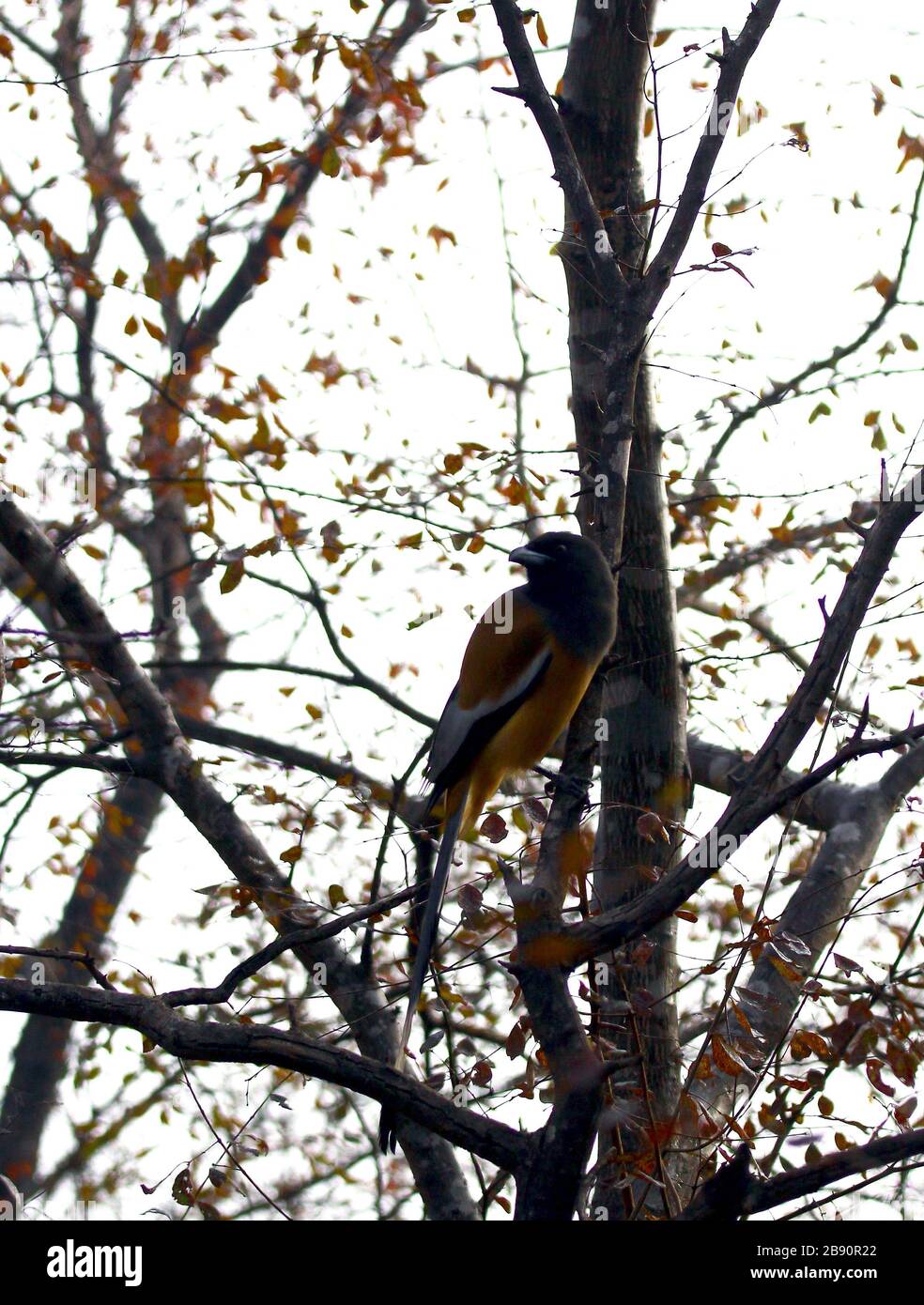 Indian treepie bird hi-res stock photography and images - Alamy
