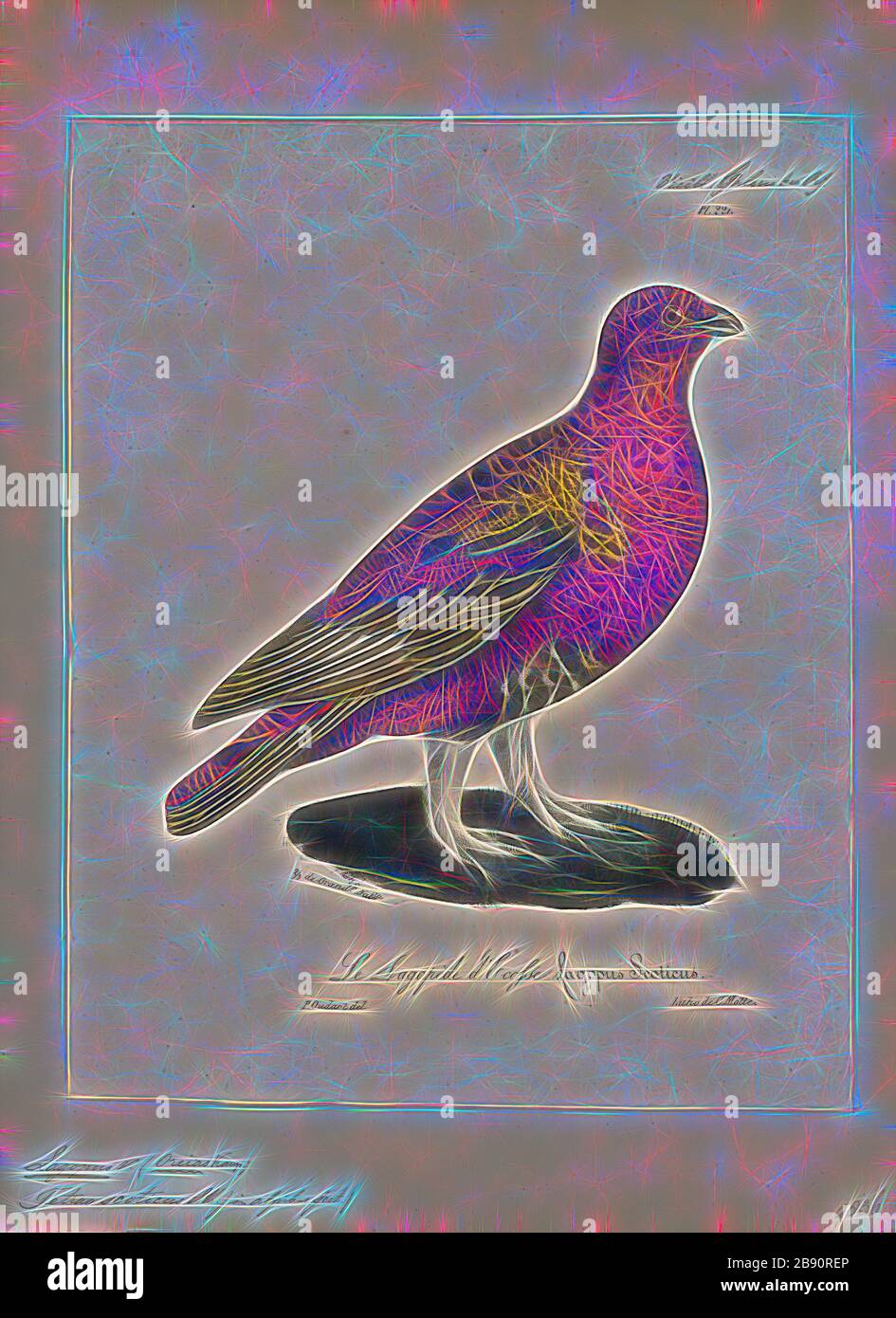 Lagopus scoticus, Print, Lagopus is a small genus of birds in the ...