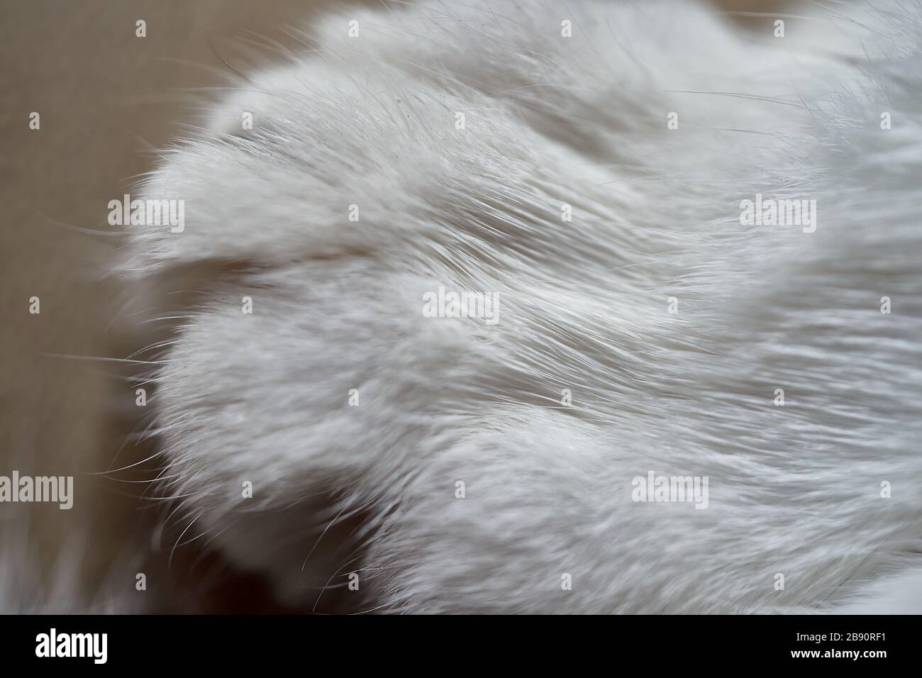 Cat paw anatomy hi-res stock photography and images - Alamy